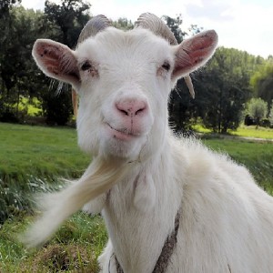 funny goat face – EntertainmentMesh